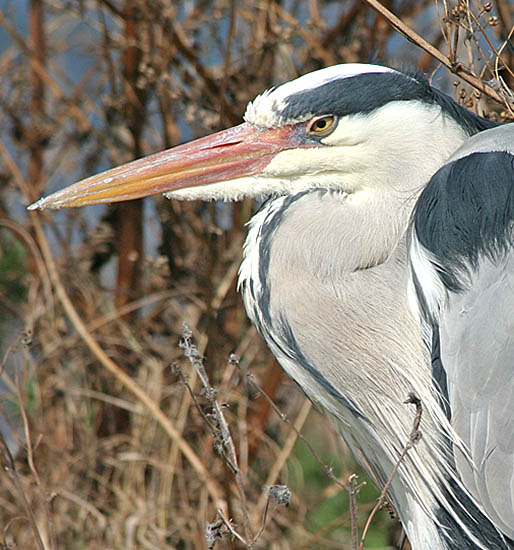 Nature Conservation Imaging - Page Redirection